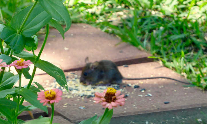 Meilleur appât pour rats: le bon moyen d'attirer les rongeurs - Technospeak