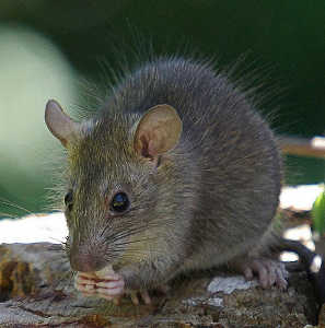 Meilleur appât pour rats: le bon moyen d'attirer les rongeurs - Technospeak