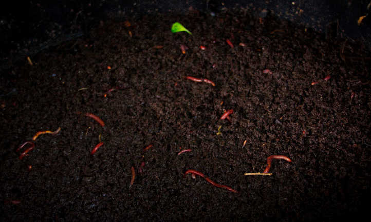 Castings de vers: caca de centrale énergétique de Wiggly Worms ...