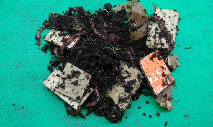 Castings de vers: caca de centrale énergétique de Wiggly Worms ...