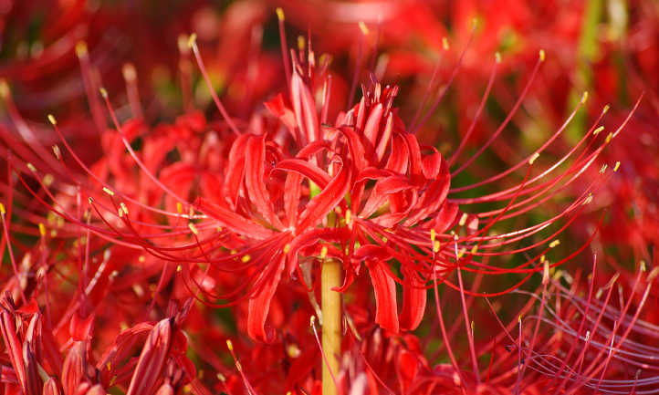 Lycoris Radiata: Le lis mystique de l'araignée rouge - Technospeak