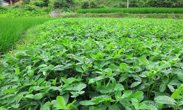 Comment faire pousser des arachides dans votre propre arrière-cour ...