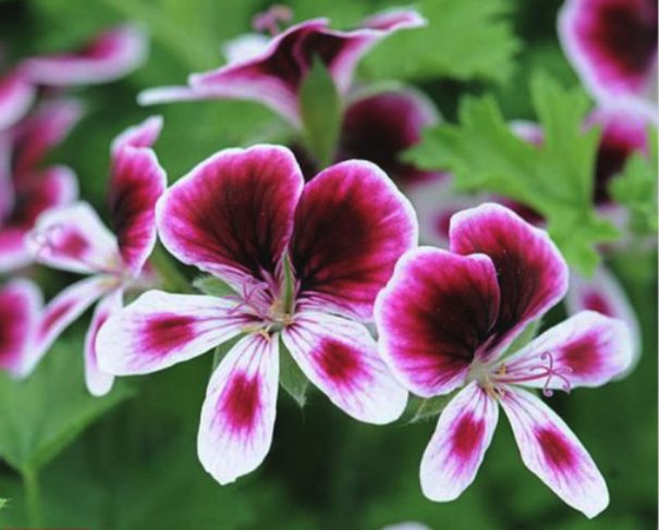 Masterclass Géraniums: Meilleur contenu expert - Technospeak