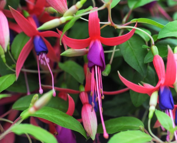 Masterclass Fuchsia: meilleur contenu expert - Technospeak